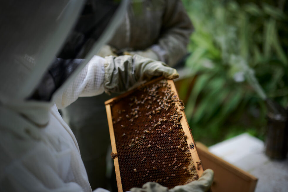 Telling of the Bees: Jake Eshelman | Turchin Center for the Visual Arts ...